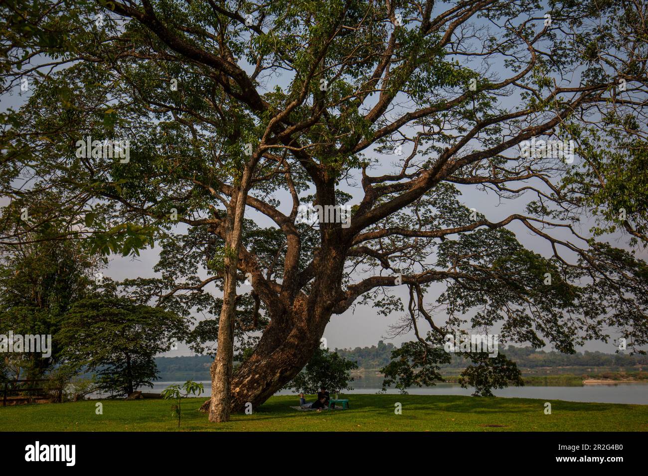 Big tree in Champasak, Laos, Asia Stock Photo - Alamy