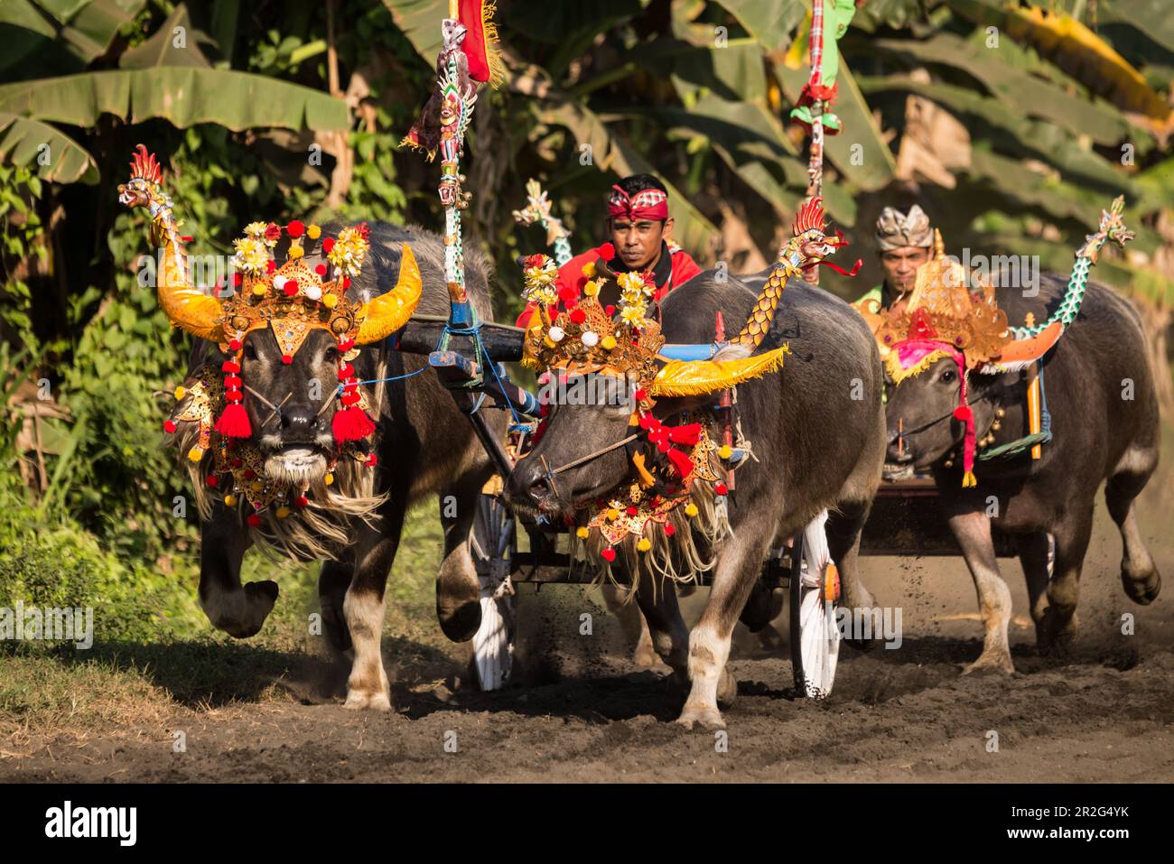 Bison race hi-res stock photography and images - Alamy