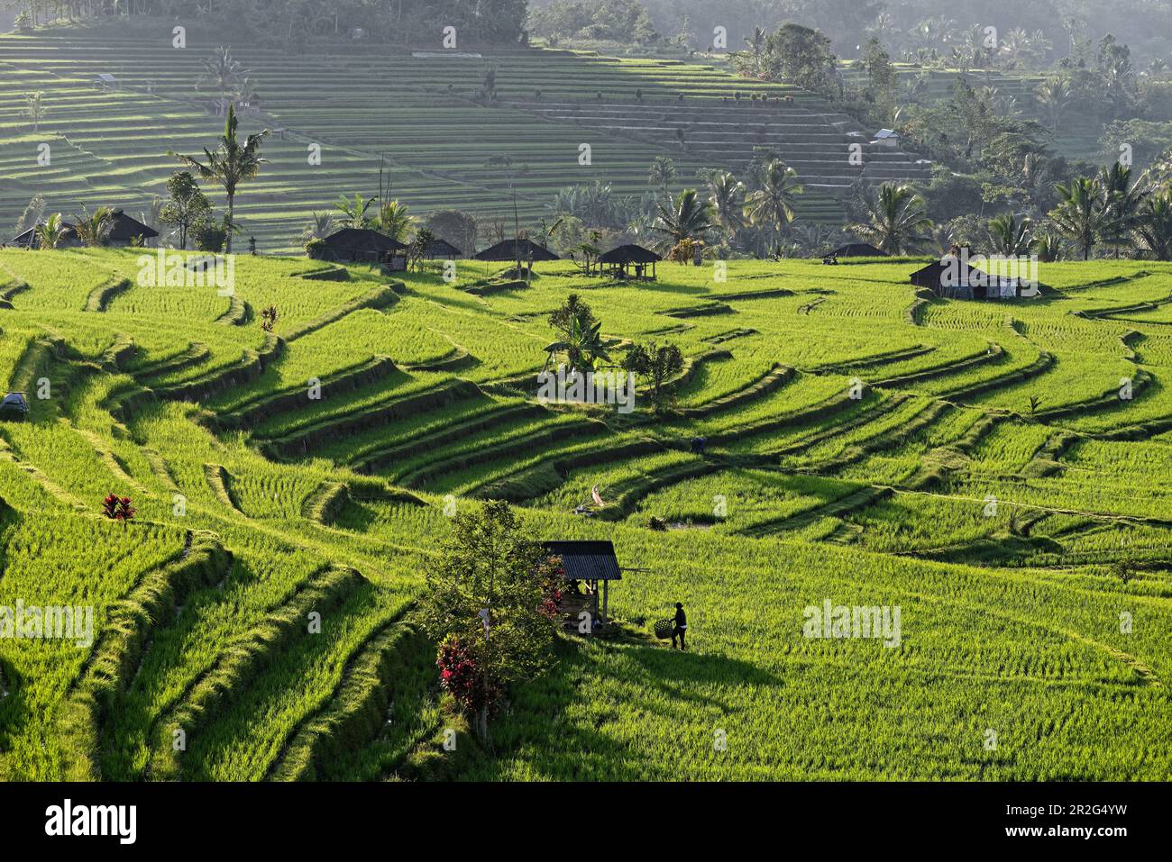 Bali irrigation system rice hi-res stock photography and images - Alamy