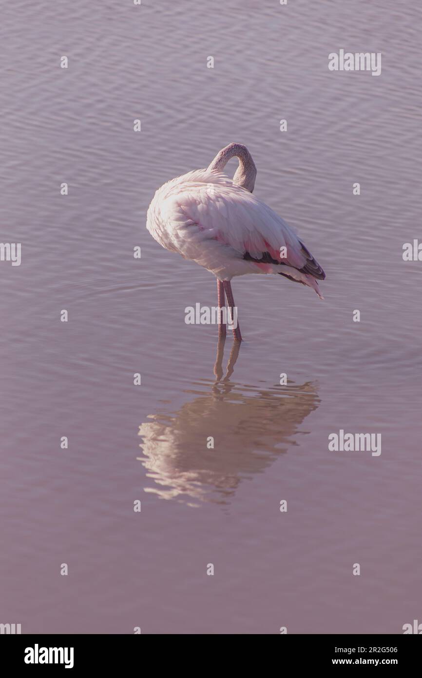 Vertical photo of a young flamingo reflecting in the shallows of a lake ...