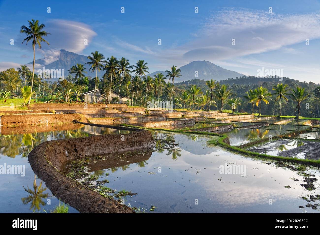Rice fields in eastern Java below Gunung Ijen near the small town of ...