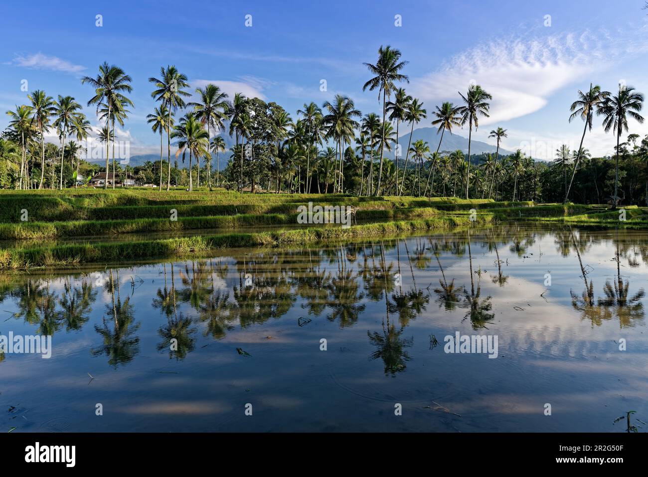 Rice fields in eastern Java below Gunung Ijen near the small town of ...