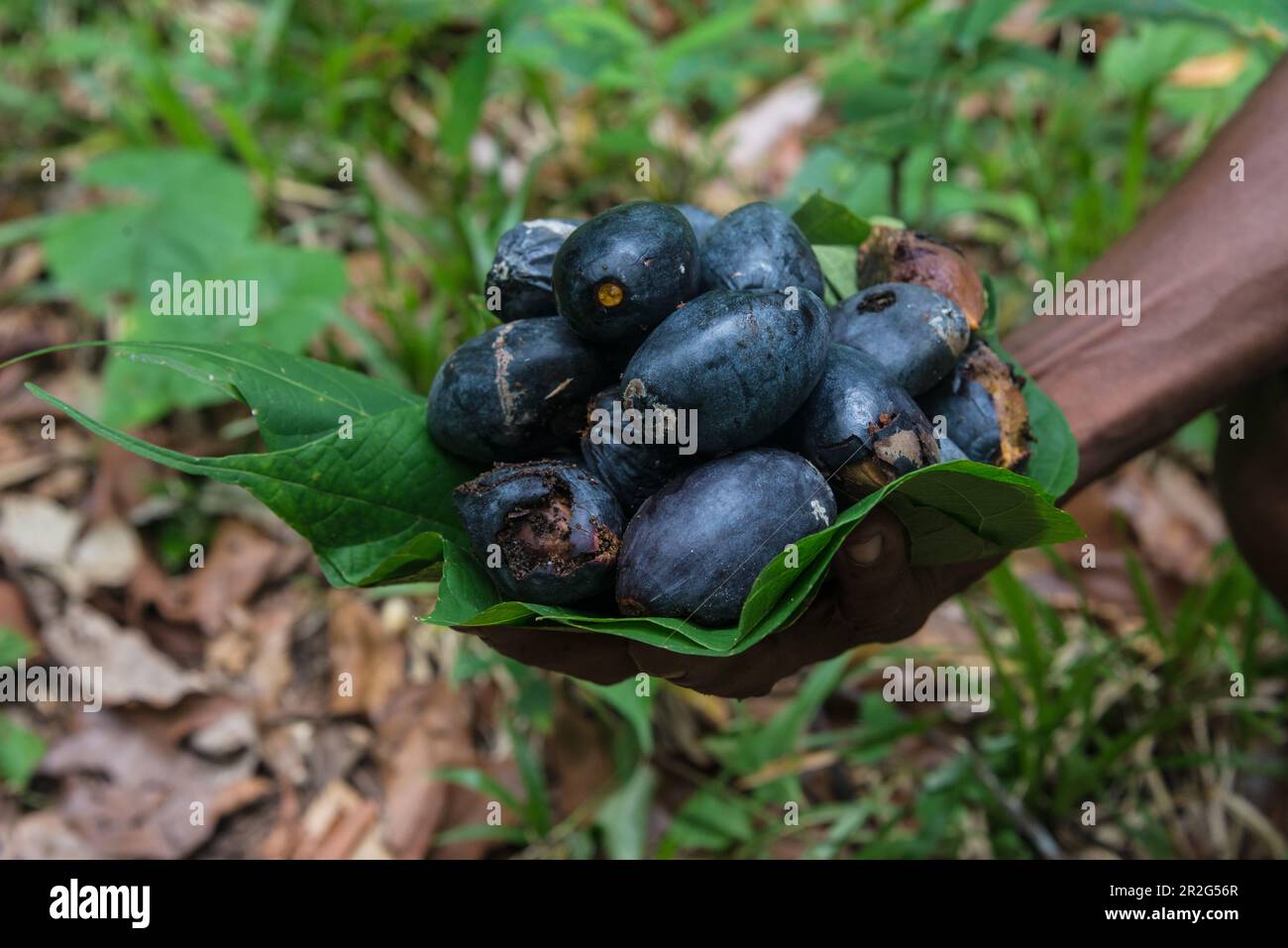 Kenari nuts hi-res stock photography and images - Alamy
