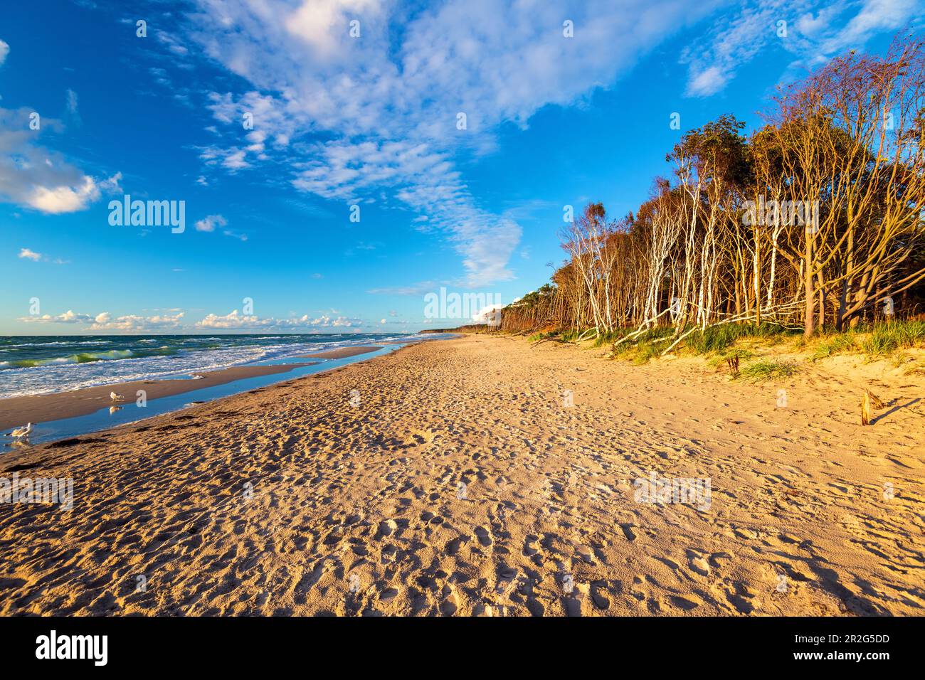 Weststrand, Strand, Wald, Ostsee, Ahrenshoop, Mecklenburg-Vorpommern ...