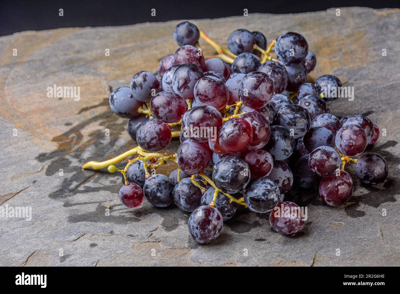 Bunch of black grapes freshly picked from the vineyard. Photographed in ...