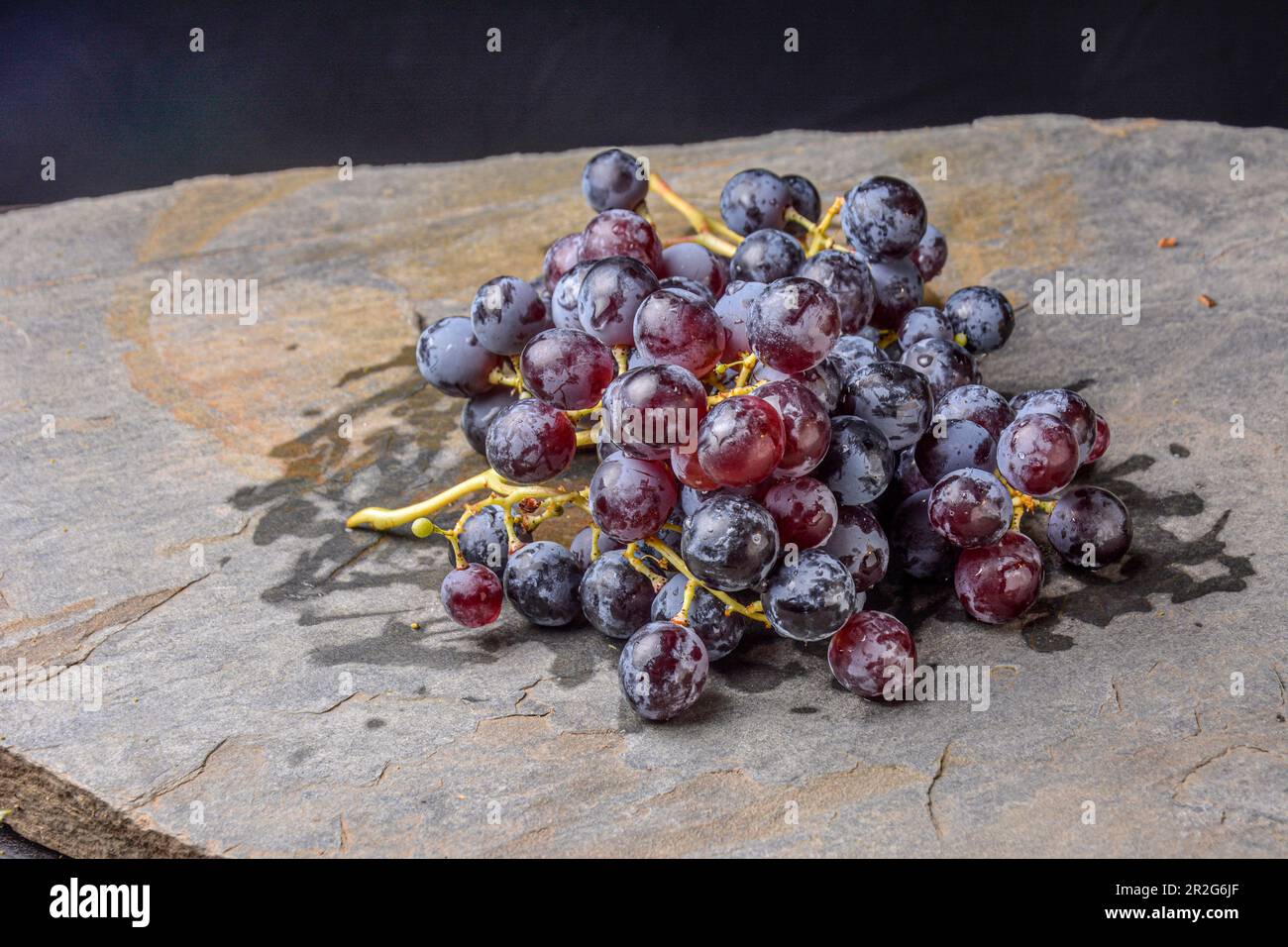 Bunch of black grapes freshly picked from the vineyard. Photographed in ...