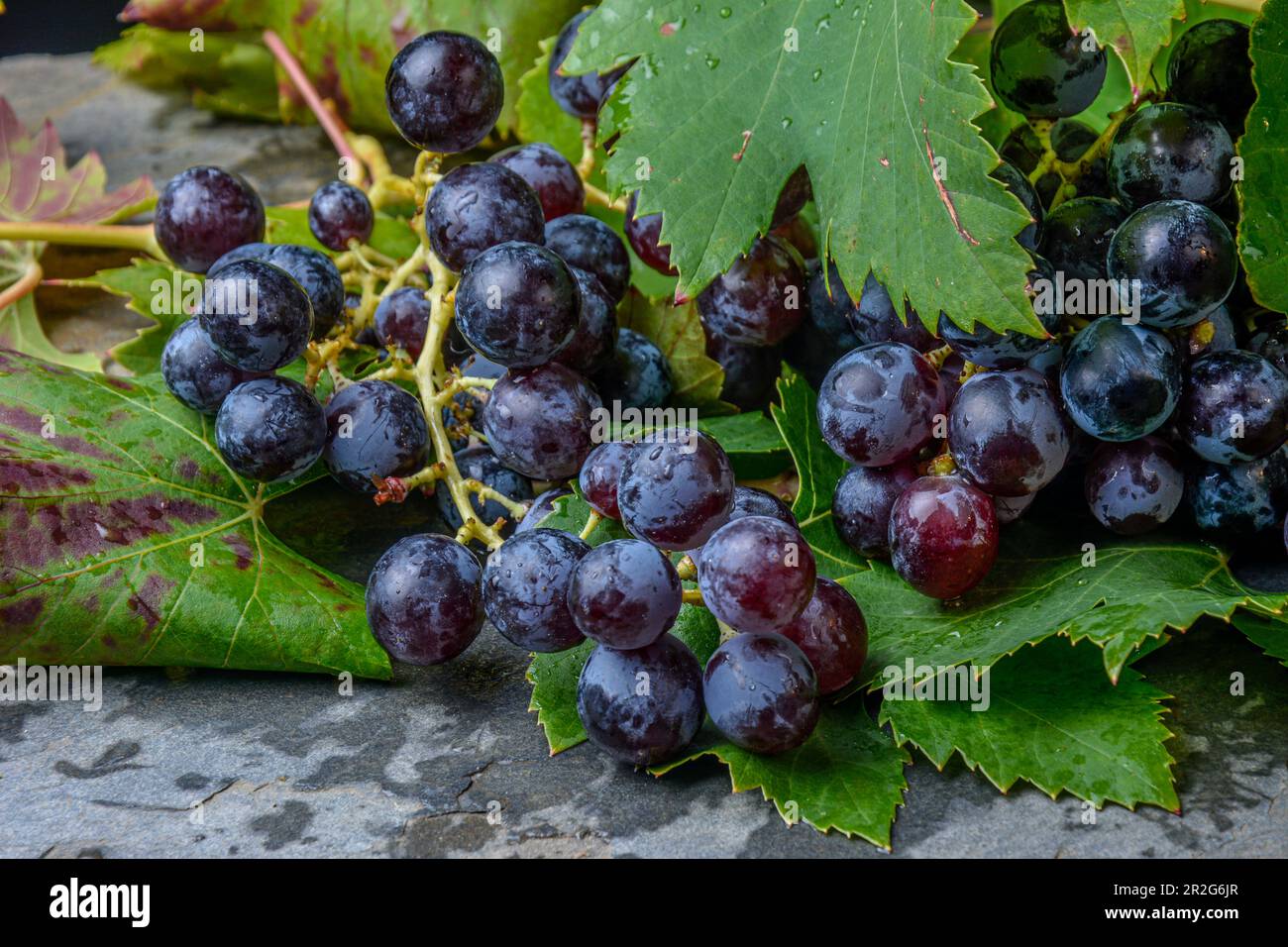 Bunch of black grapes freshly picked from the vineyard. Photographed in ...