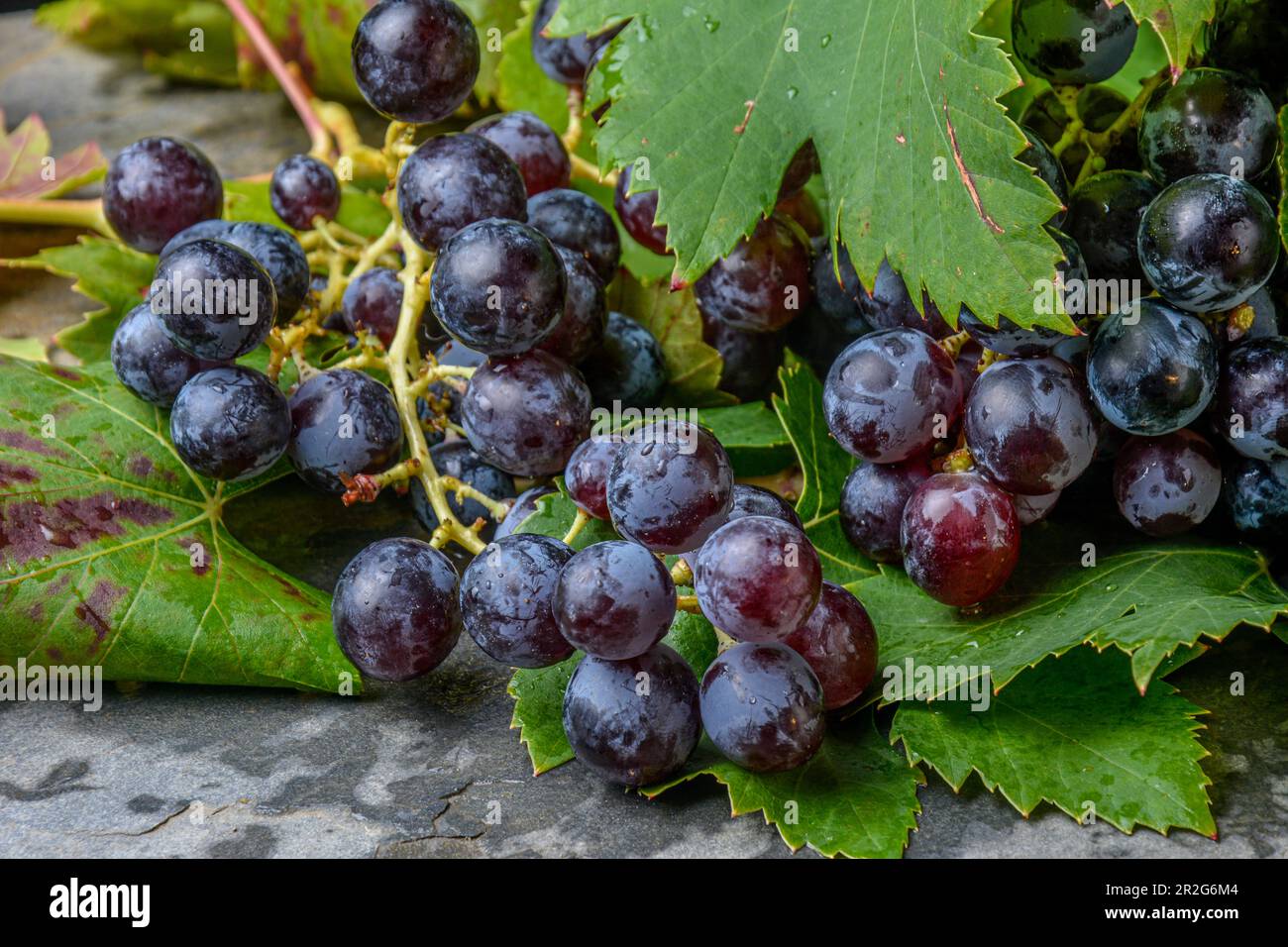 Bunch of black grapes freshly picked from the vineyard. Photographed in ...