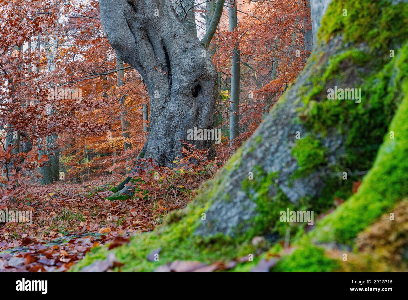 Autumn forest park at the Konig Ludwig monument, along the König-Ludwig ...