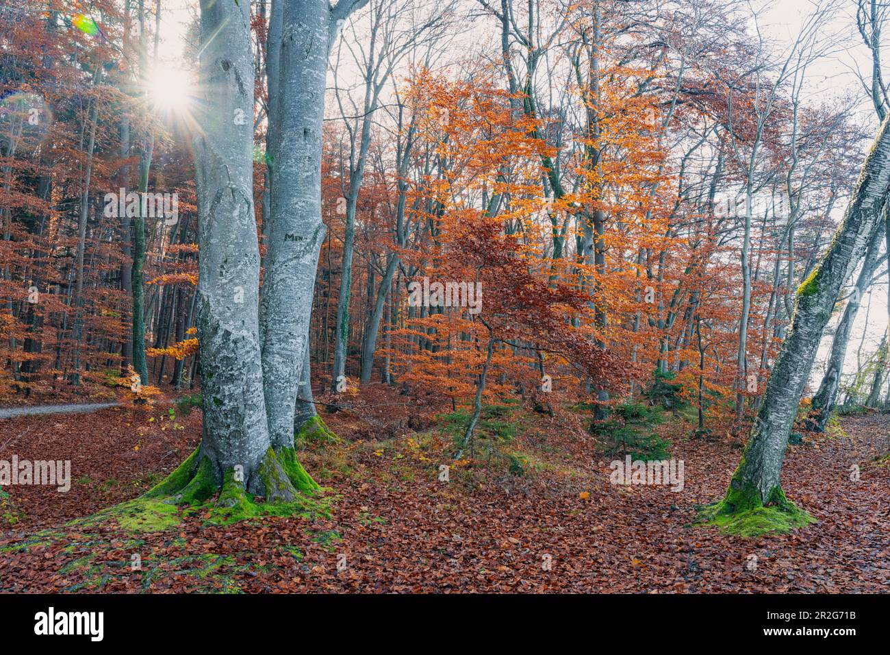 Autumn forest park at the Konig Ludwig monument, along the König-Ludwig ...