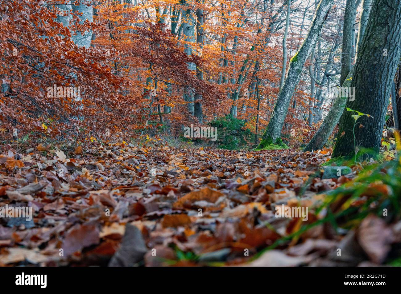 Autumn forest park at the Konig Ludwig monument, along the König-Ludwig ...
