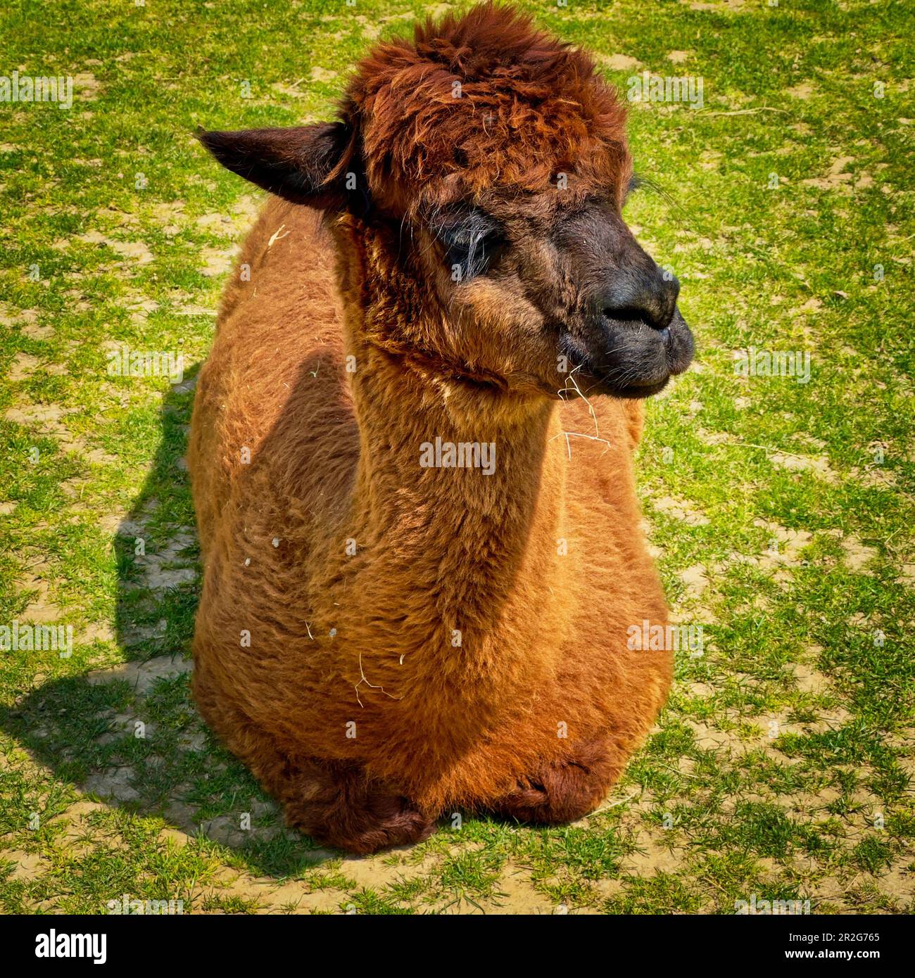 Sitting alpaca hi-res stock photography and images - Alamy