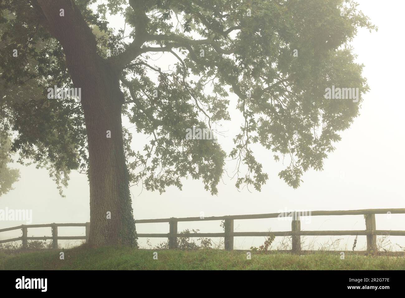 Old oak tree in thick fog next to a wooden fence. Calvados, Normandy ...