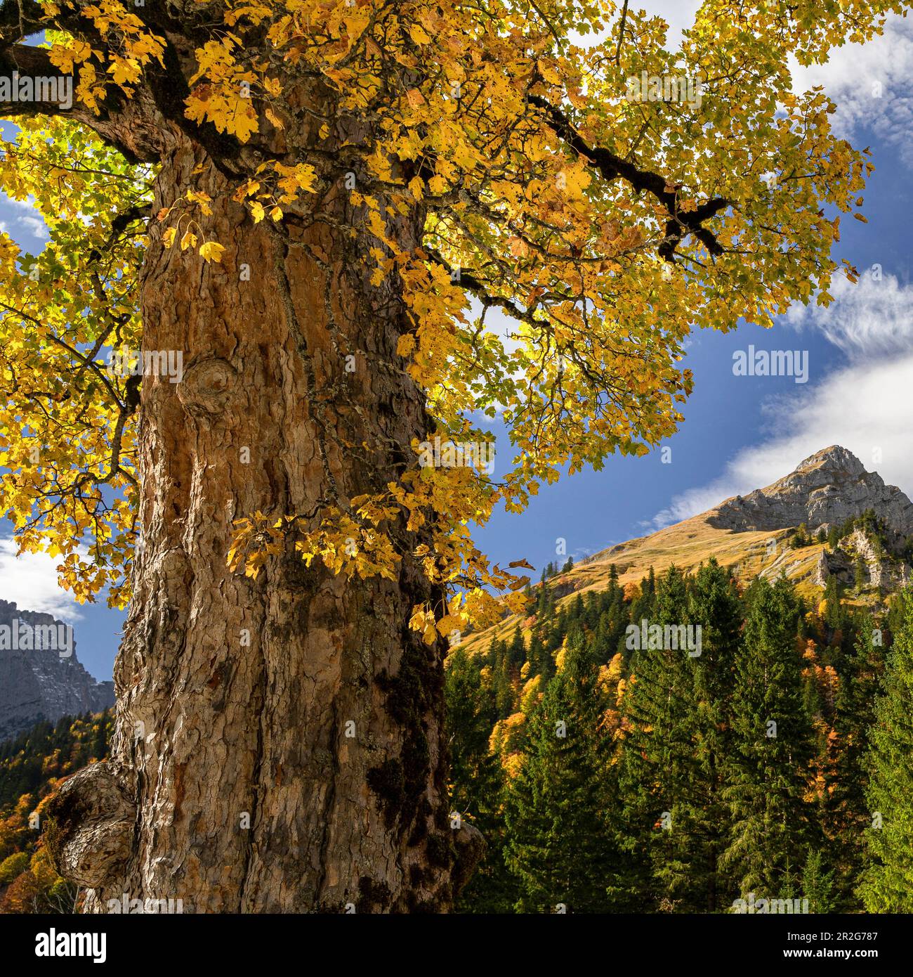 Sycamore maple in the eng hi-res stock photography and images - Alamy
