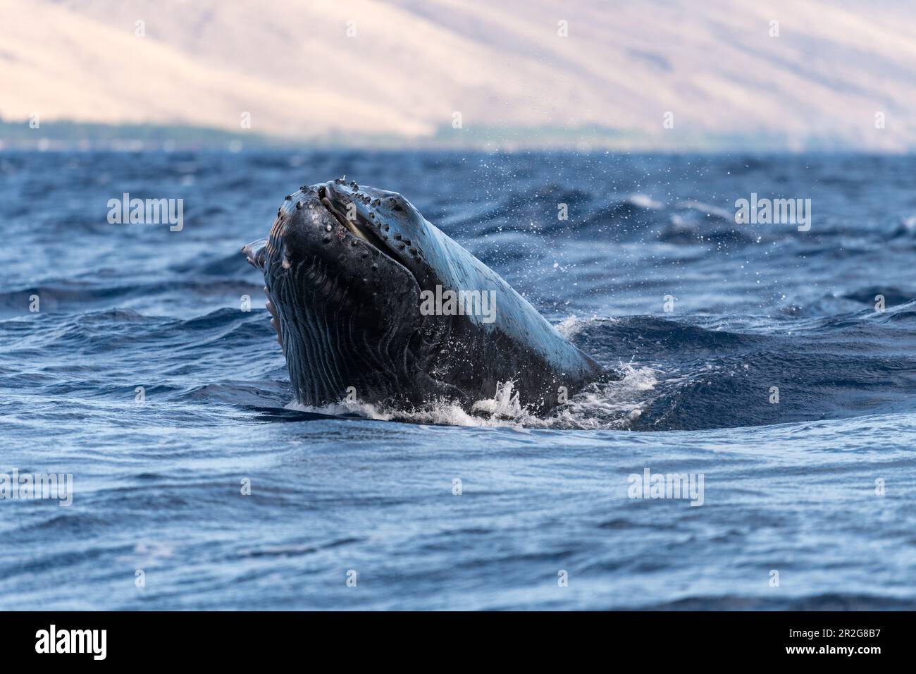 Humpback whale head lunge. Lahaina, Maui, Hawaii Stock Photo - Alamy