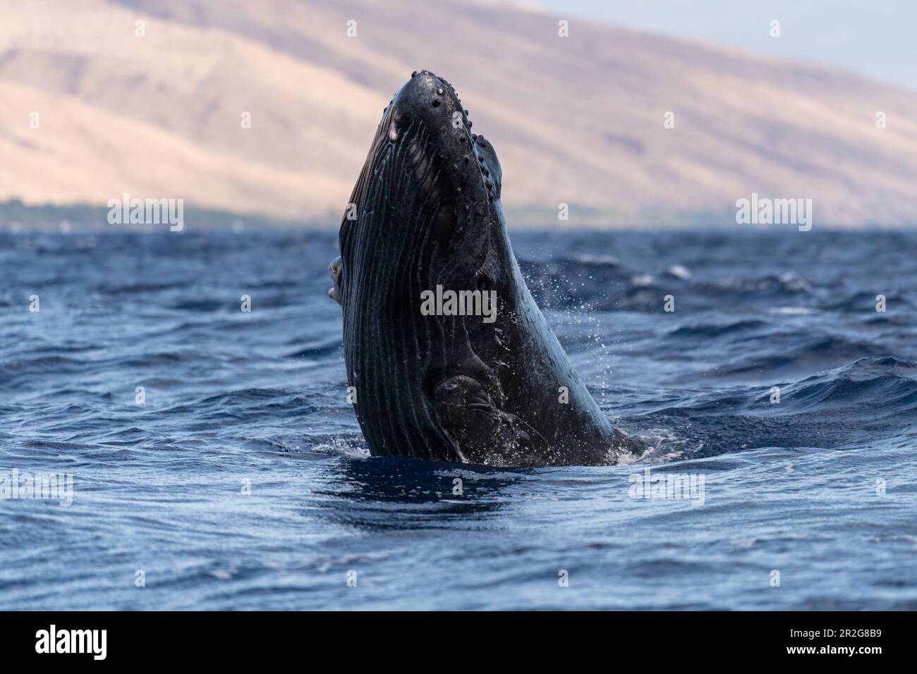Humpback whale head lunge. Lahaina, Maui, Hawaii Stock Photo - Alamy
