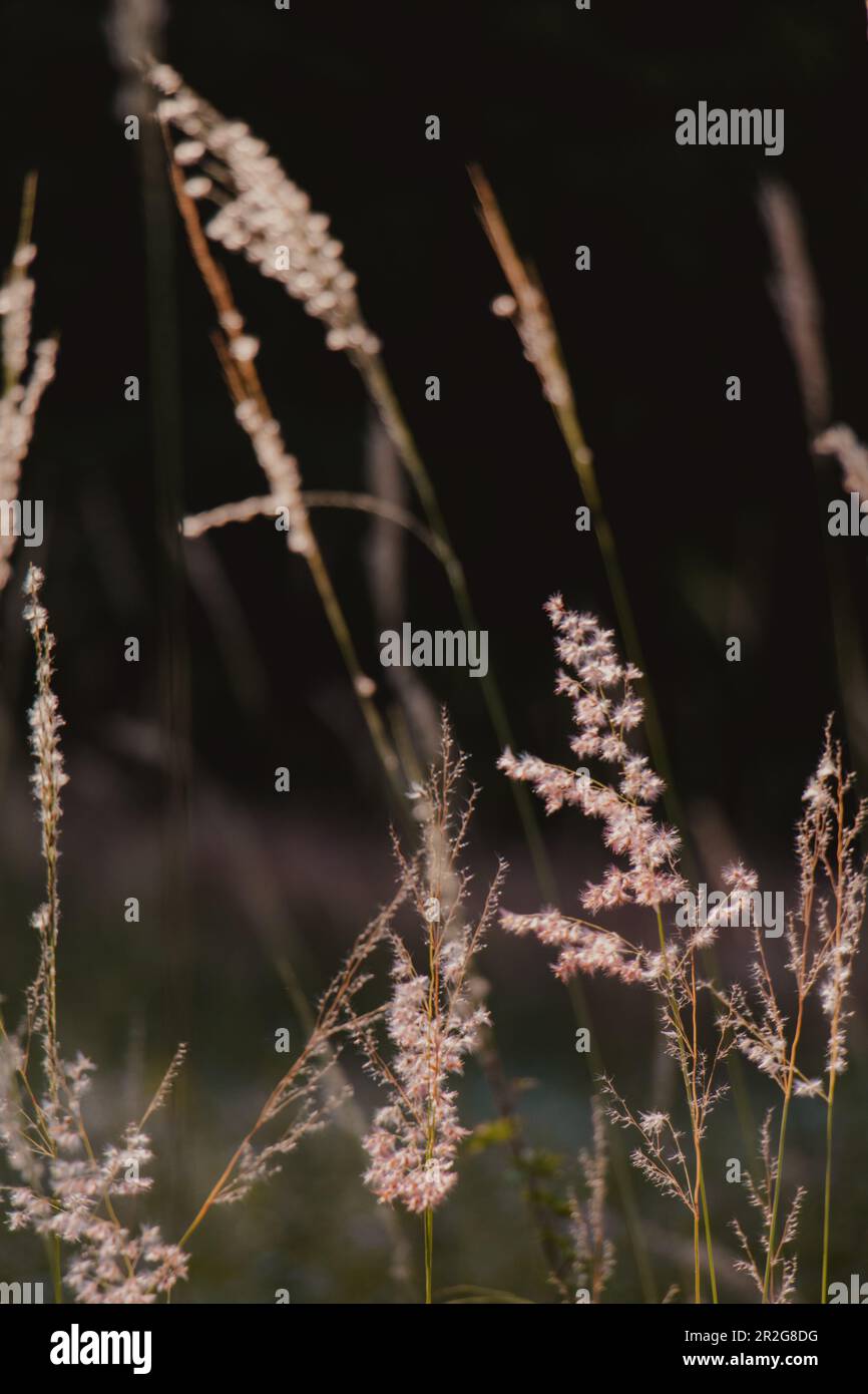 Pink grass background hi-res stock photography and images - Alamy