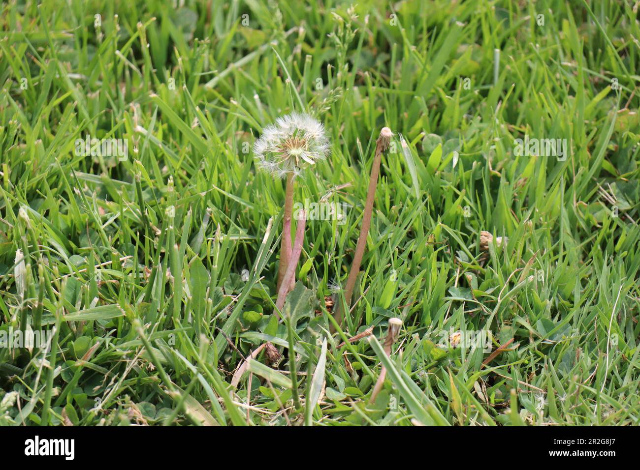 A pretty single dandelion in the nice green grass out in nature Stock ...