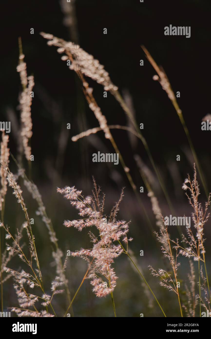 rose grass background Stock Photo - Alamy