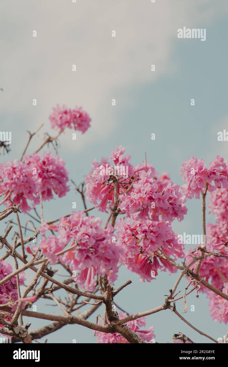 rose ipe tree flowered Stock Photo - Alamy