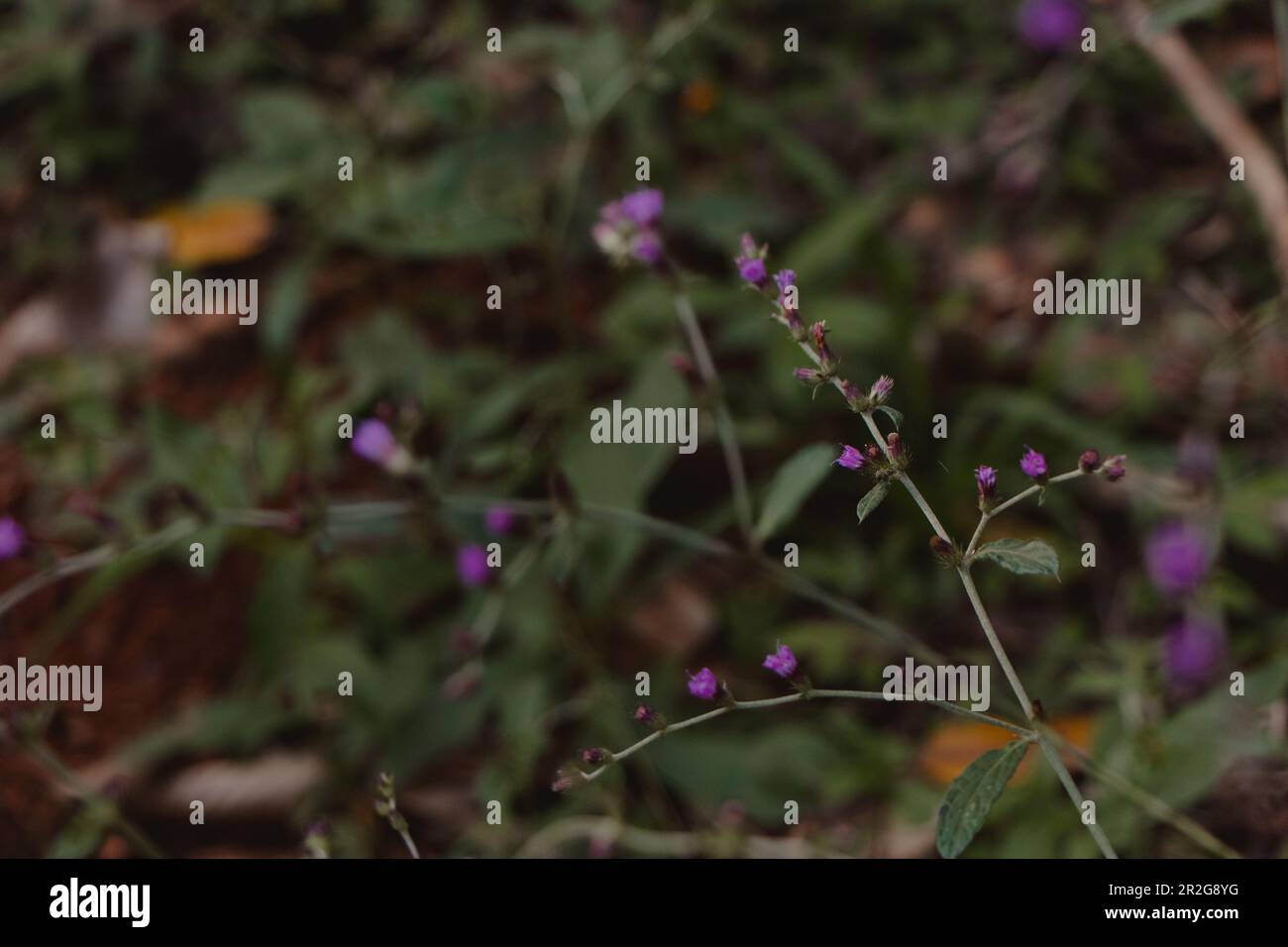 small field flowers background Stock Photo - Alamy