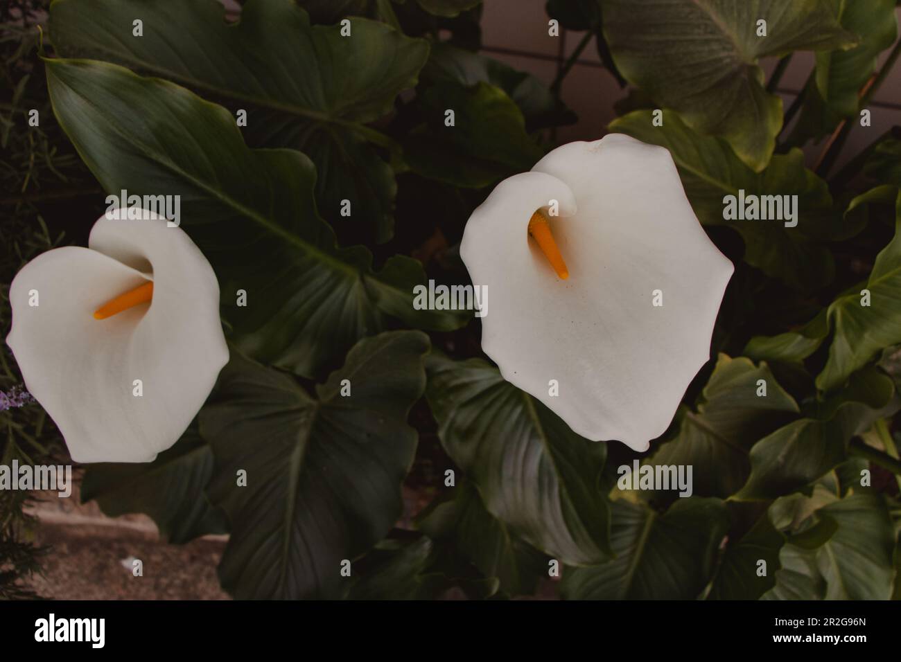 white calla lily flower Stock Photo - Alamy