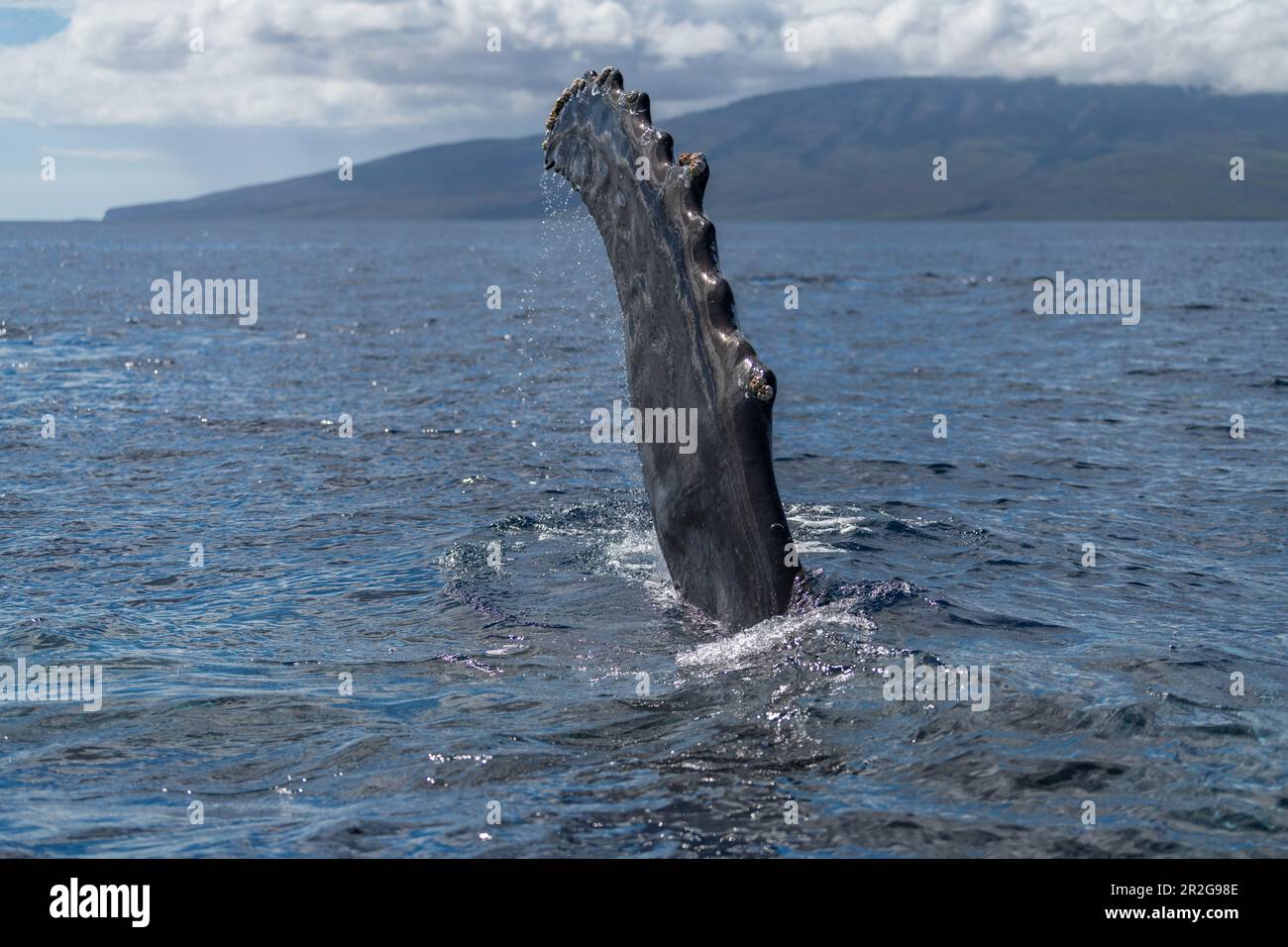 Humpback whale pectoral fin. Lahaina, Maui, Hawaii Stock Photo - Alamy