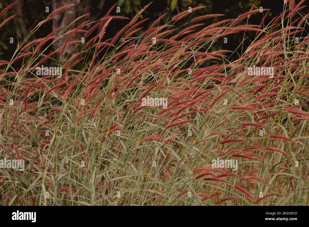 Dancing in backyard hi-res stock photography and images - Alamy