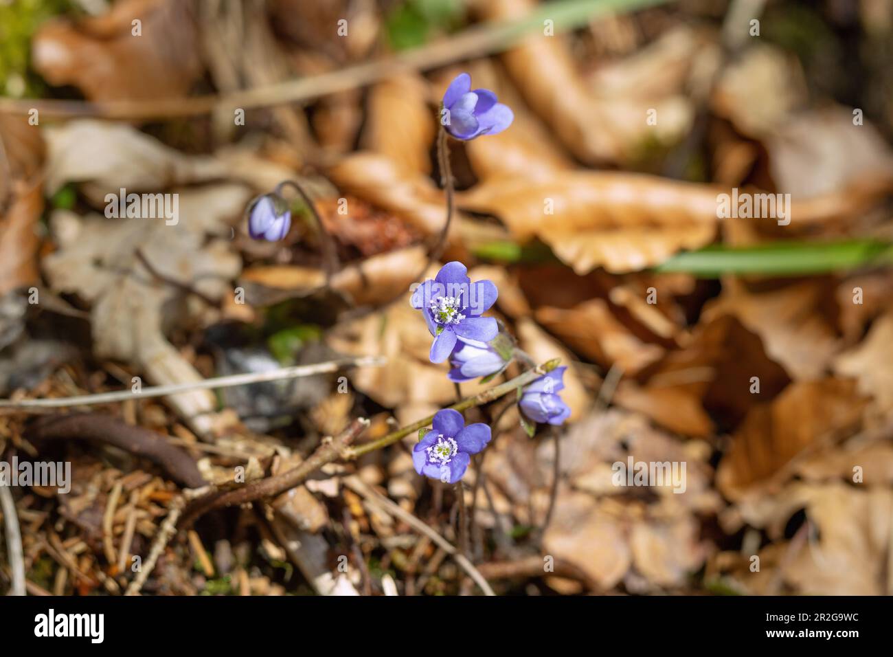 Flowering liverwort, Hepatica nobilis, among old fall foliage in the ...