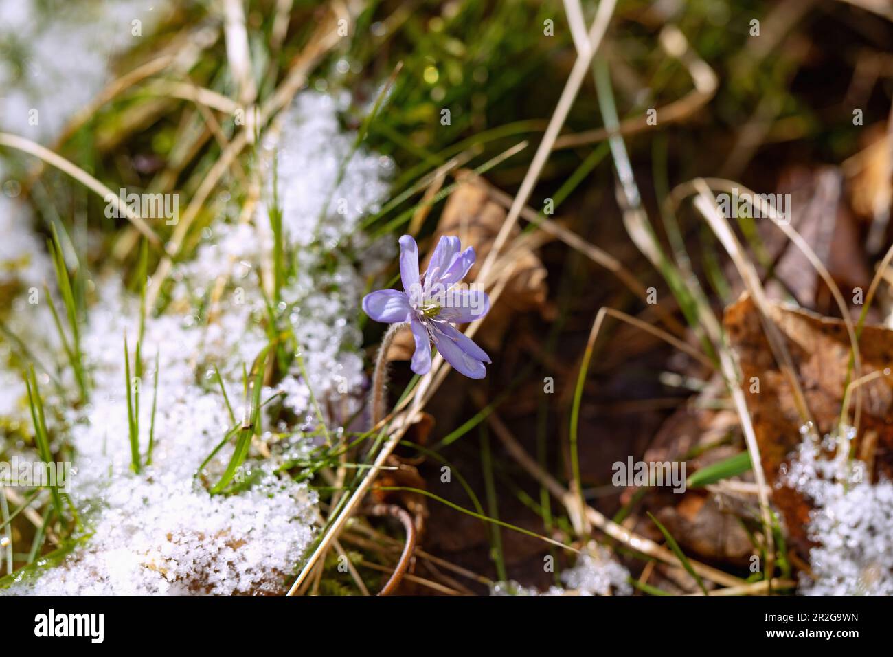 Flowering liverwort, Hepatica nobilis, between snow and old fall ...