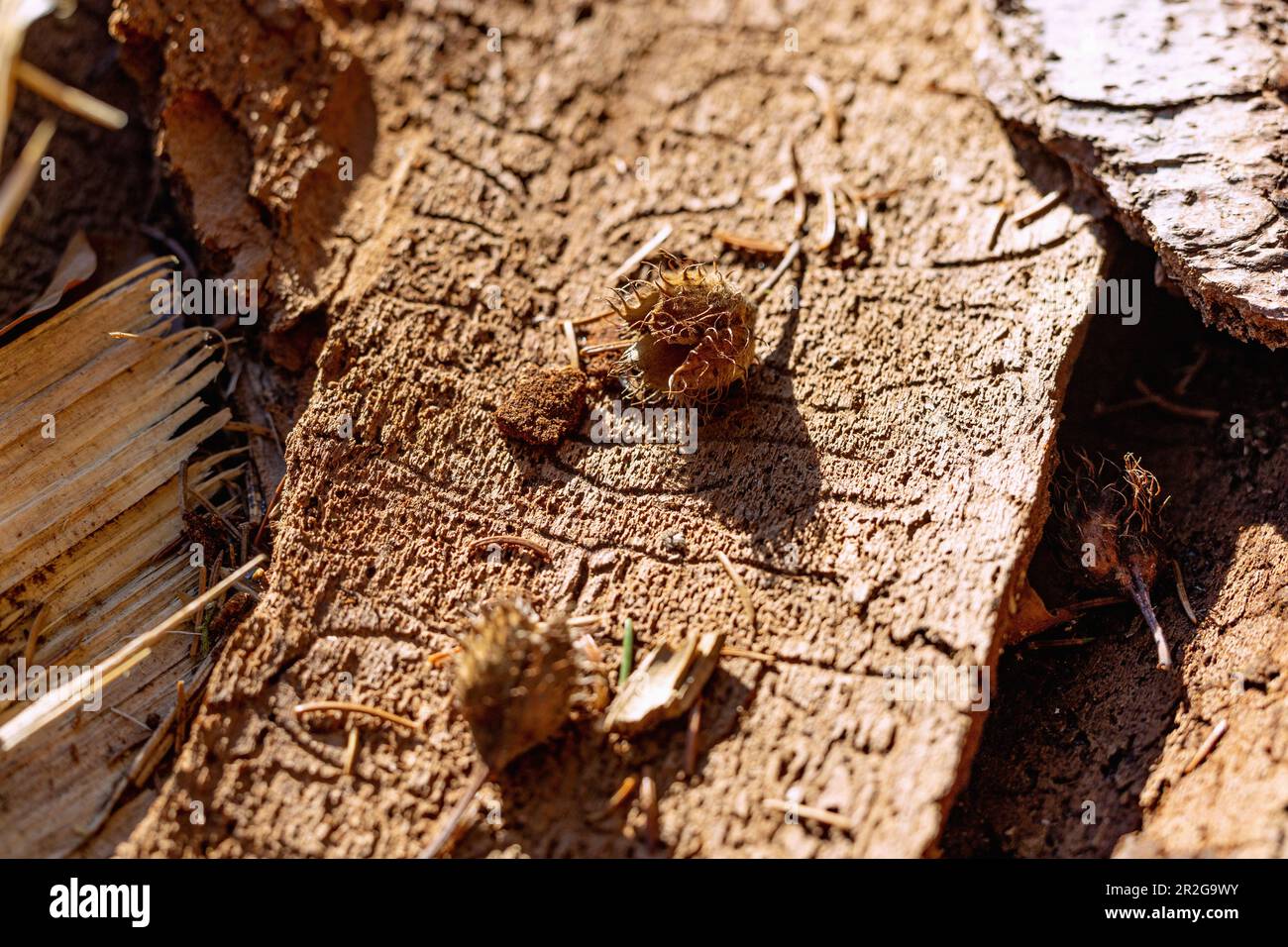 Bark scars hi-res stock photography and images - Alamy