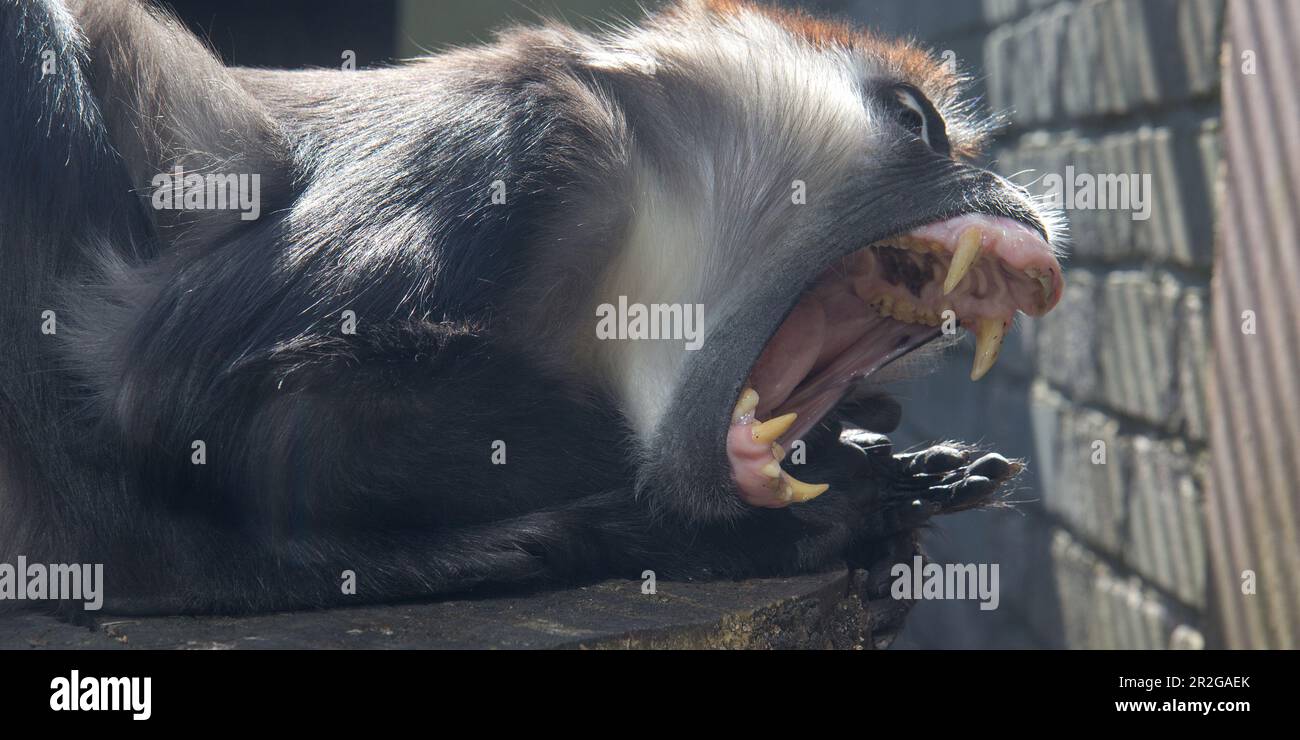 Monkey Collared Mangabey at the zoo. Close-up. scary teeth Stock Photo ...
