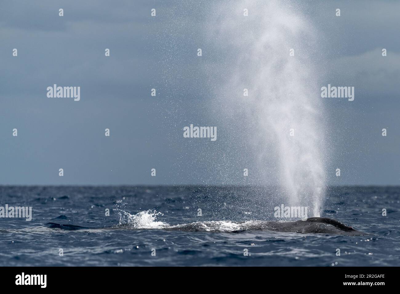 Blowing wildlife hi-res stock photography and images - Alamy