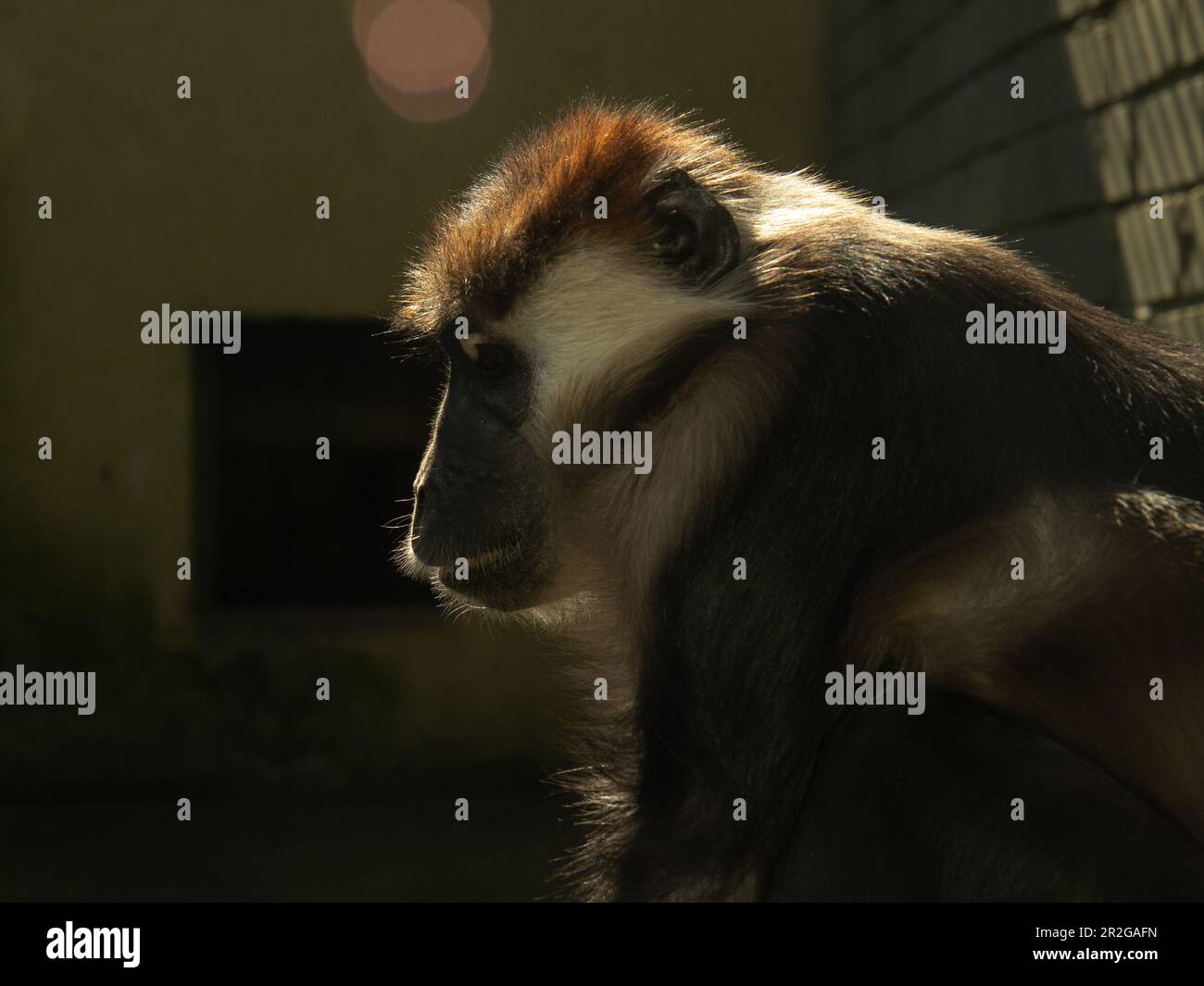 Head and shoulders of a Collared Mangabey Monkey Stock Photo - Alamy