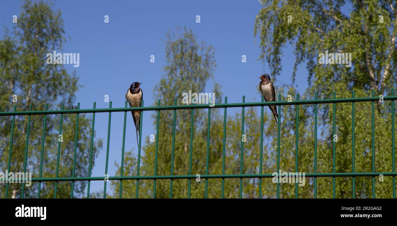 Barn swallows, Hirundo rustica. In the early morning a birds sits on a ...