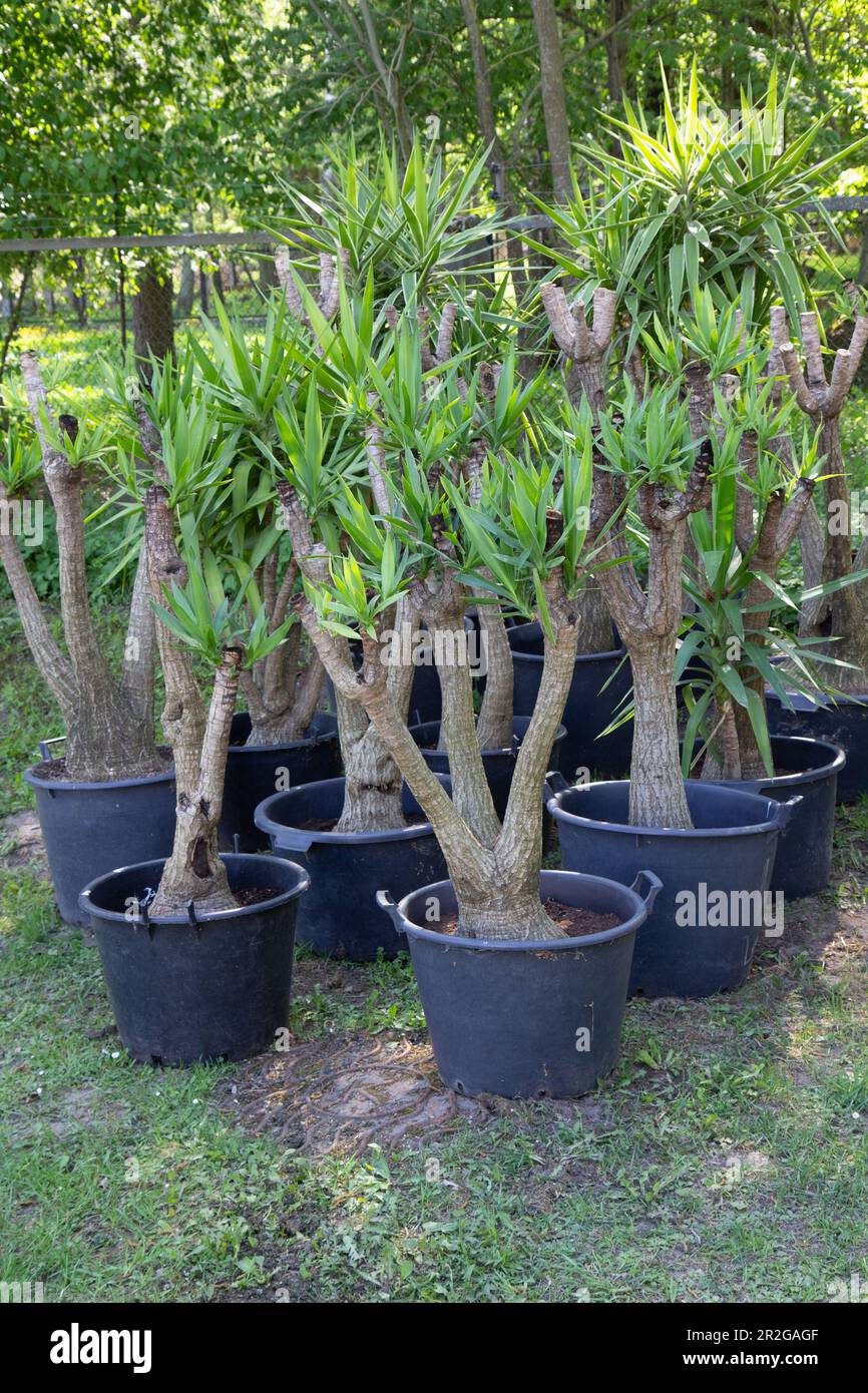 Transplanted tree hi-res stock photography and images - Alamy