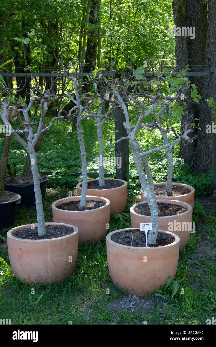 trees growing in a pot ready to be transplanted into ground Stock Photo ...