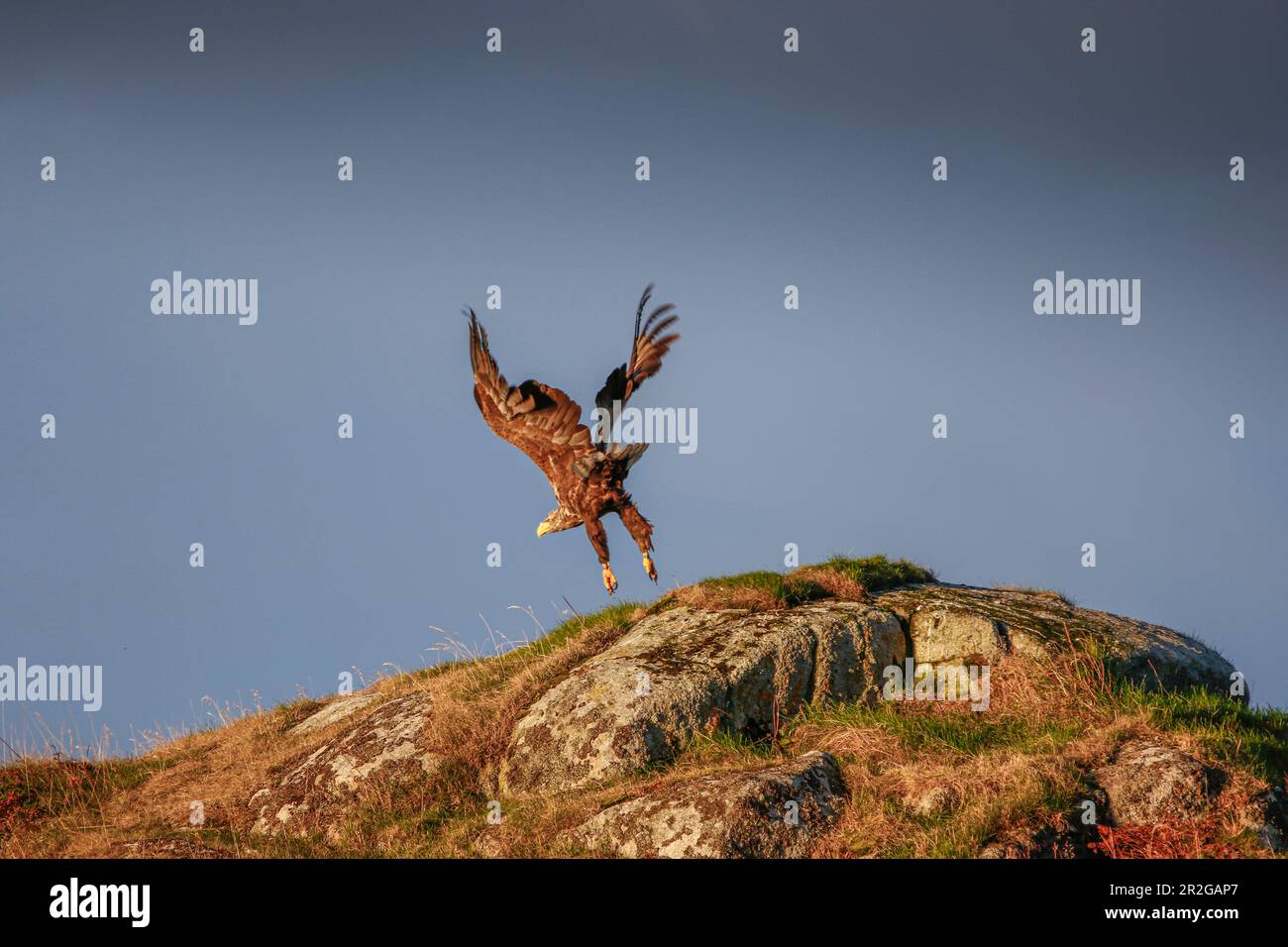 Sea eagle taking off from the rock, Bo, Nordland, Norway Stock Photo ...