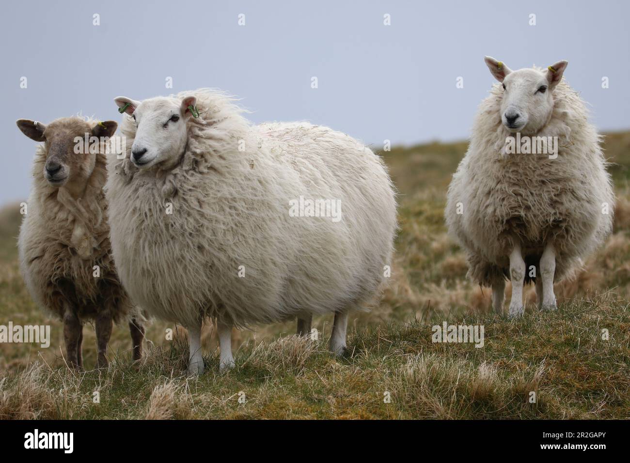 Thick wool on sheep hi-res stock photography and images - Alamy