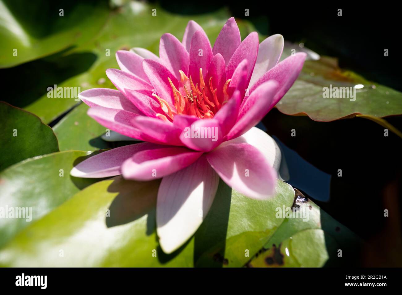 View of a water lily in the Munich Botanical Garden, Muenchen, Bavaria ...