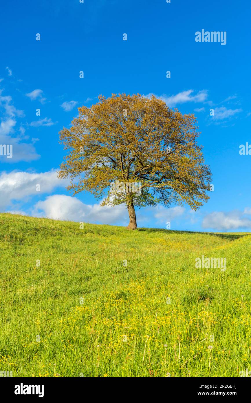 Oak tree in spring, Riegsee, Upper Bavaria, Bavaria, Germany Stock ...