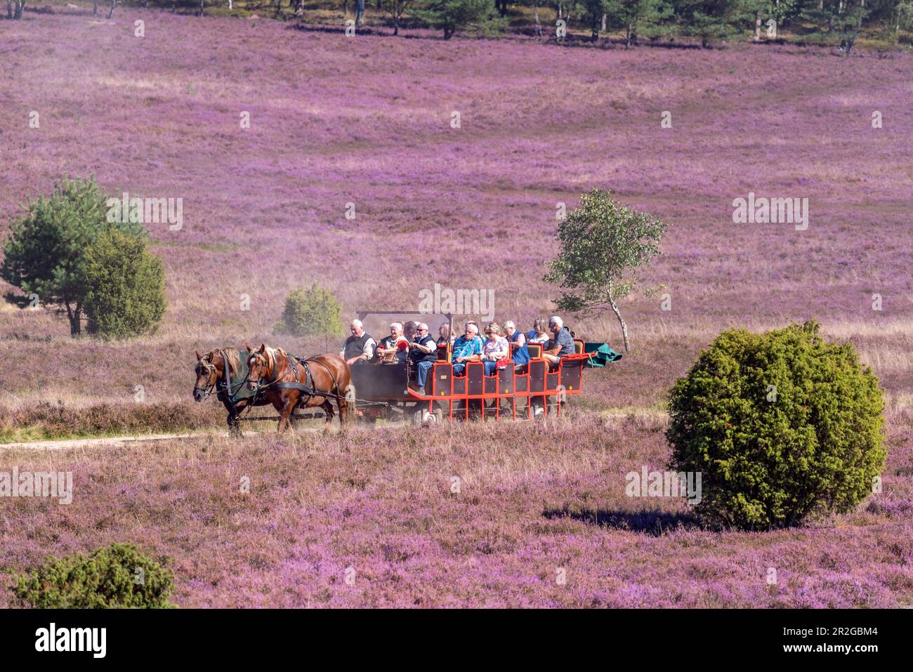 Carriage ride in the Lüneburg Heath near Bispingen, Lower Saxony ...