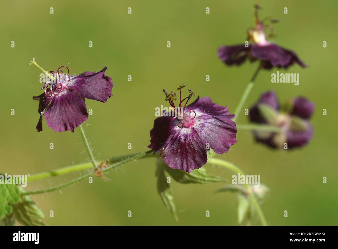 Close up purple flowers of dusky crane's-bill, mourning widow, black ...