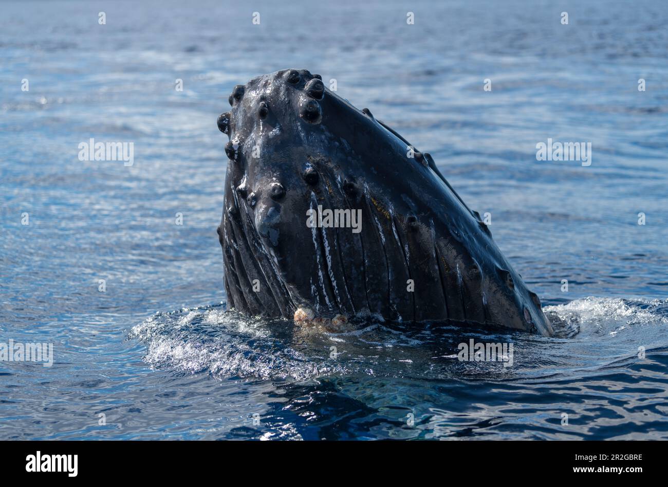 Whale spyhopping hi-res stock photography and images - Alamy