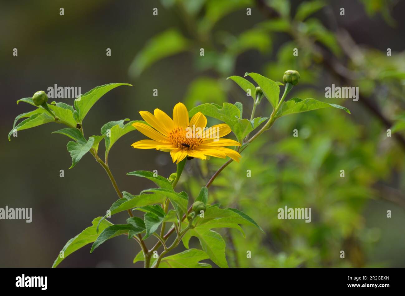 Mexican sunflower weed, Tithonia diversifolia Stock Photo - Alamy