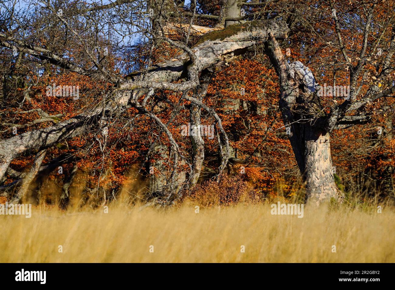 Ancient maple and beech trees in autumn on the Schachten, Zwiesel ...