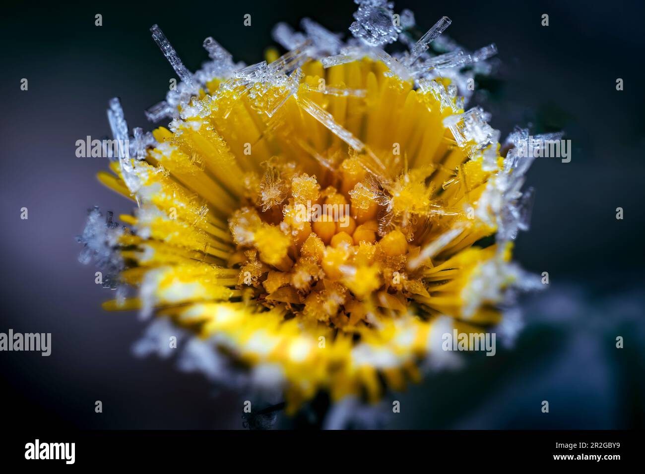 Crystal night germany hi-res stock photography and images - Alamy