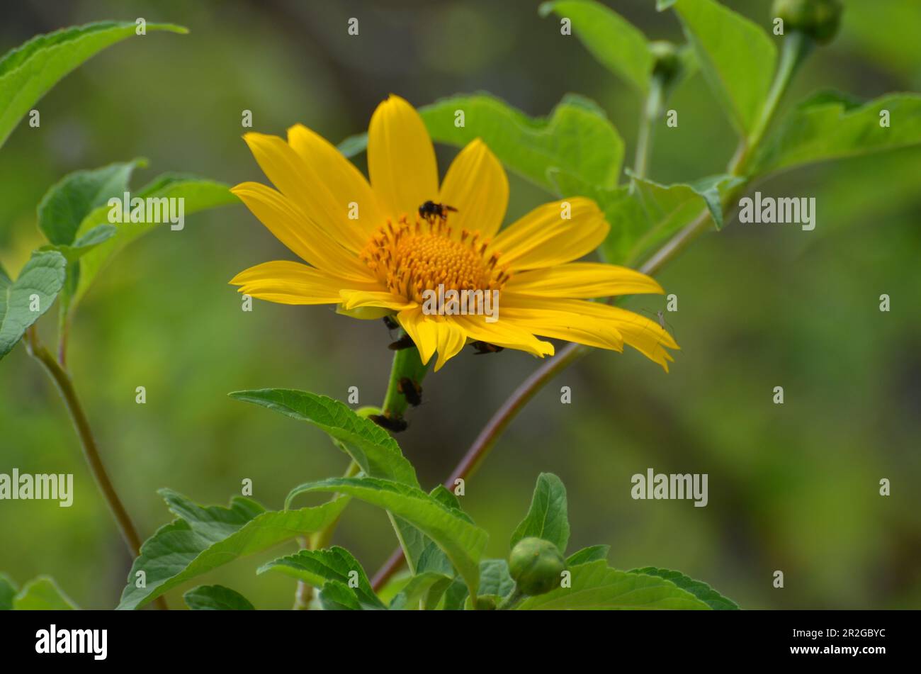 Mexican sunflower weed, Tithonia diversifolia Stock Photo - Alamy