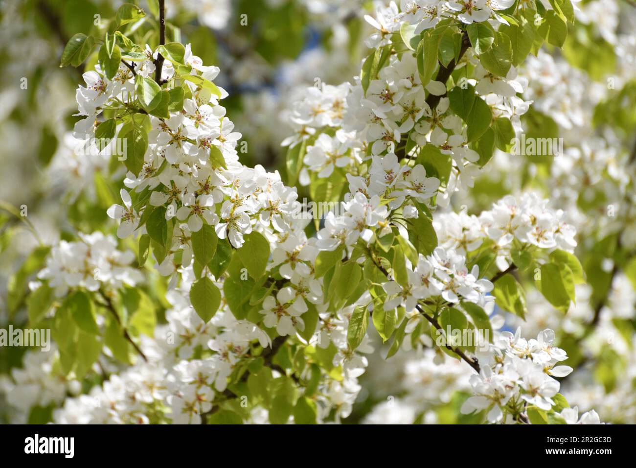 apple tree blooms profusely in spring Stock Photo - Alamy