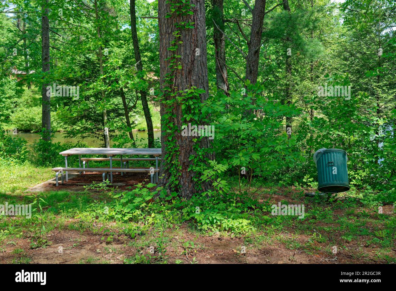 Uncultivated picnic area with a large table and a metal garbage can ...